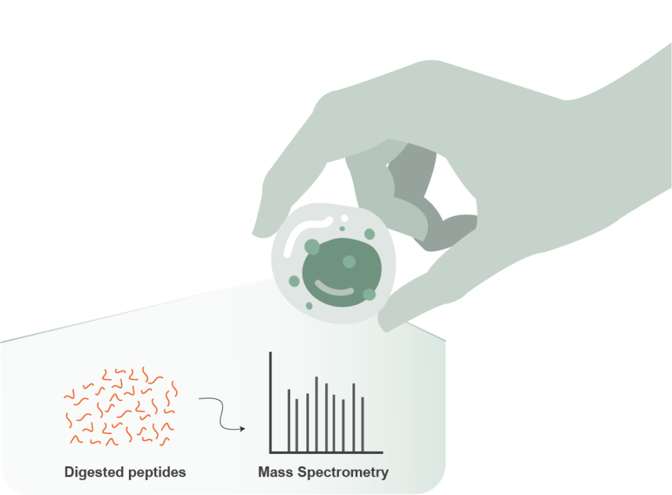 Single cell proteomics